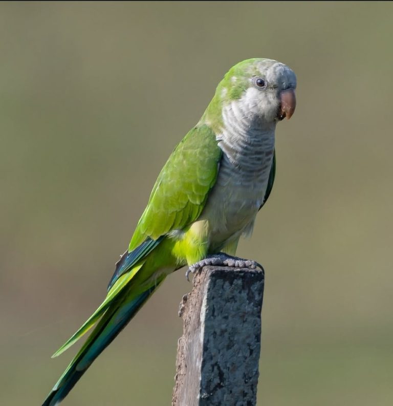 Female-Monk Parakeet Bird-(Senge) - Exotic Global Parrots Farm