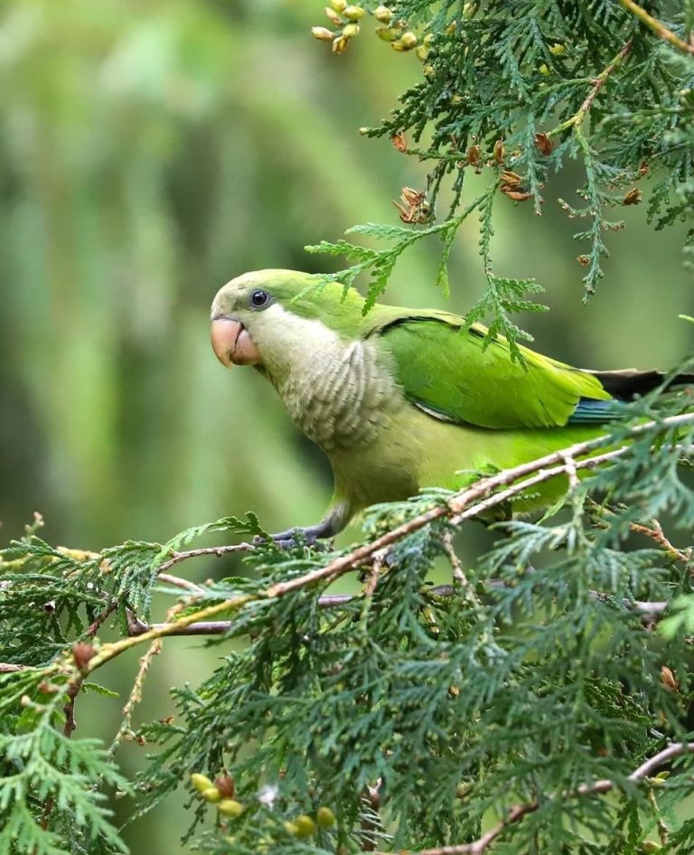 Monk Parakeet Birds-Males And Females - Exotic Global Parrots Farm