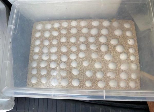 Mutation Buffon Macaw Parrot Eggs - Exotic Global Parrots Farm
