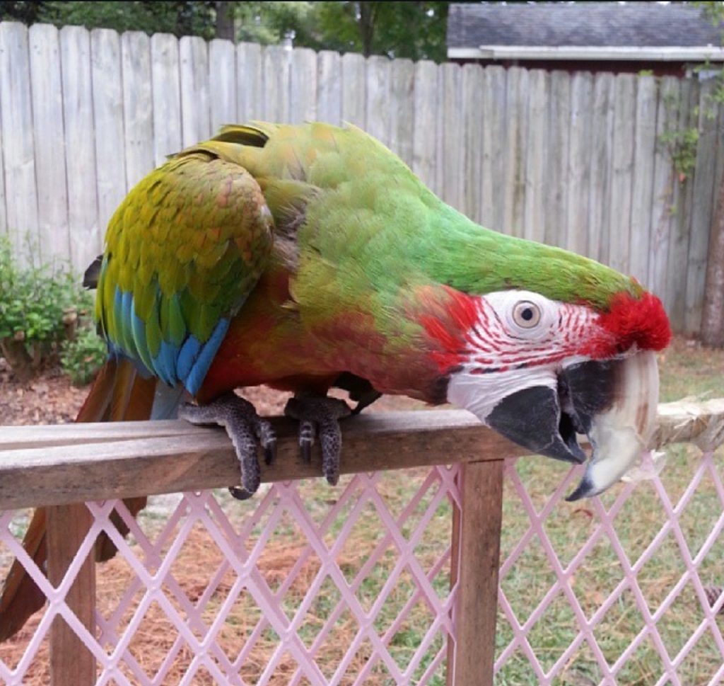 Mutation Buffon Macaw Parrot-(Lara) - Exotic Global Parrots Farm