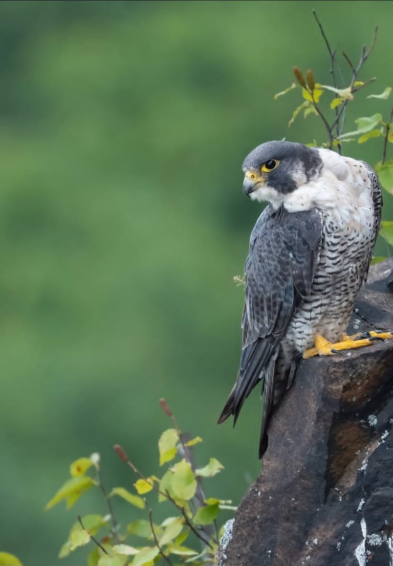 Peregrine Falcon Birds-(Males/Females) - Exotic Global Parrots Farm
