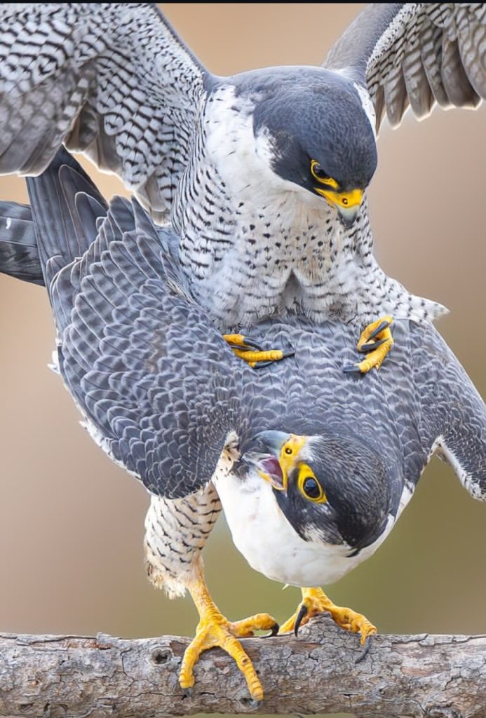 Peregrine Falcon Birds-(Males/Females) - Exotic Global Parrots Farm