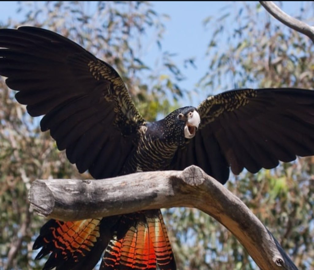Red Tail Black Cockatoo Parrot-(Mani) - Exotic Global Parrots Farm