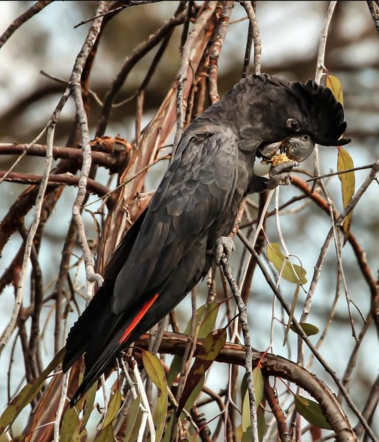 Red Tail Black Cockatoo Parrot-(Mani) - Exotic Global Parrots Farm