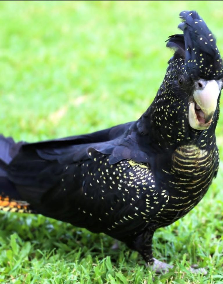 Red Tail Black Cockatoo Parrot-(Mani) - Exotic Global Parrots Farm