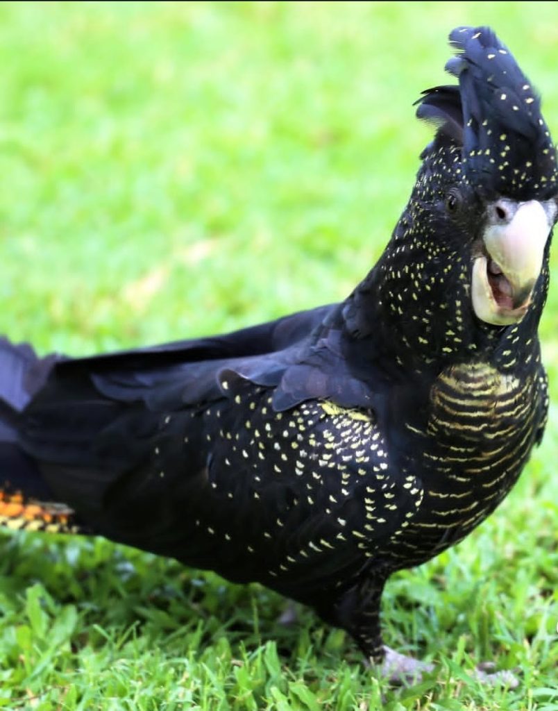 Red Tail Black Cockatoo Parrot-(Mani) - Exotic Global Parrots Farm