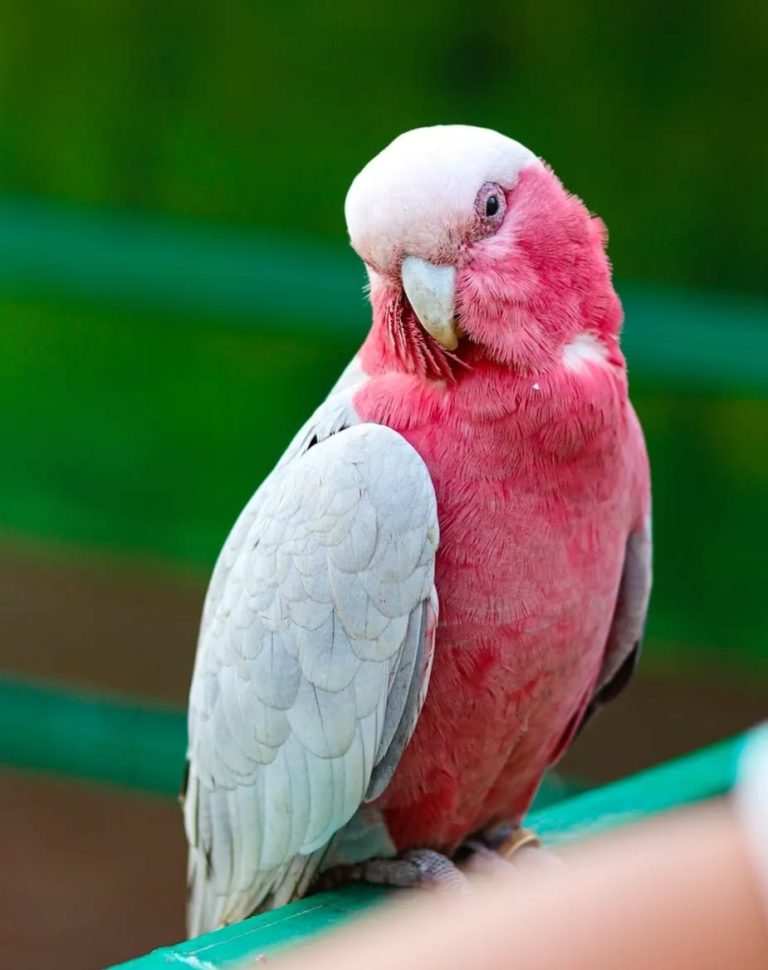 Rose Breasted-Galah Cockatoo Parrot-(Vivi) - Exotic Global Parrots Farm