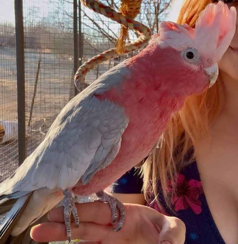 Rose Breasted-Galah Cockatoo Parrot-(Vivi) - Exotic Global Parrots Farm