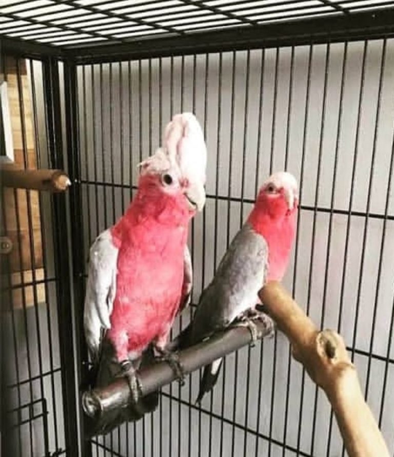 Rose Breasted-Galah Cockatoo Parrots-Males-Females - Exotic Global ...
