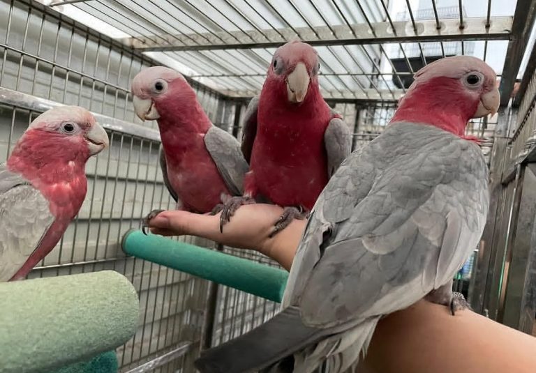 Rose Breasted-Galah Cockatoo Parrots-Males-Females - Exotic Global ...