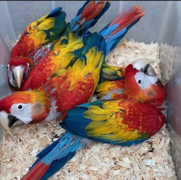Baby Parrots For Sale Archives - Page 2 of 2 - Exotic Global Parrots Farm