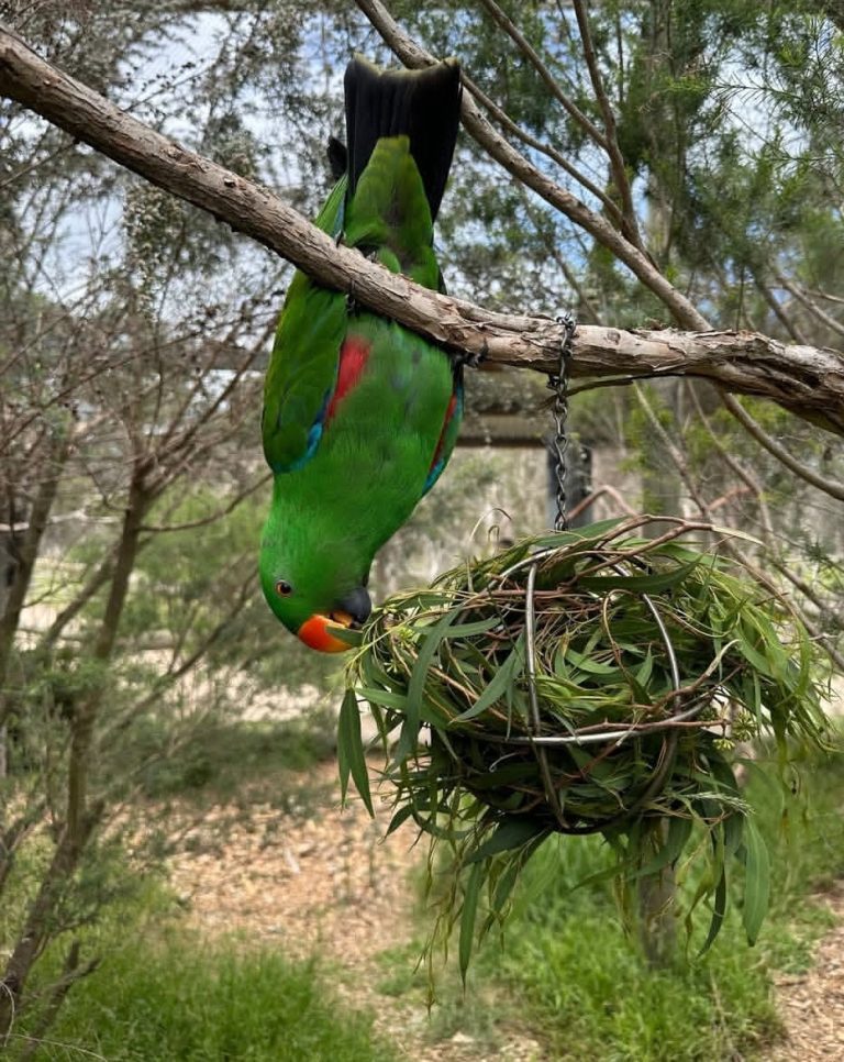 Solomon Island Eclectus Parrot-(Alvin) - Exotic Global Parrots Farm