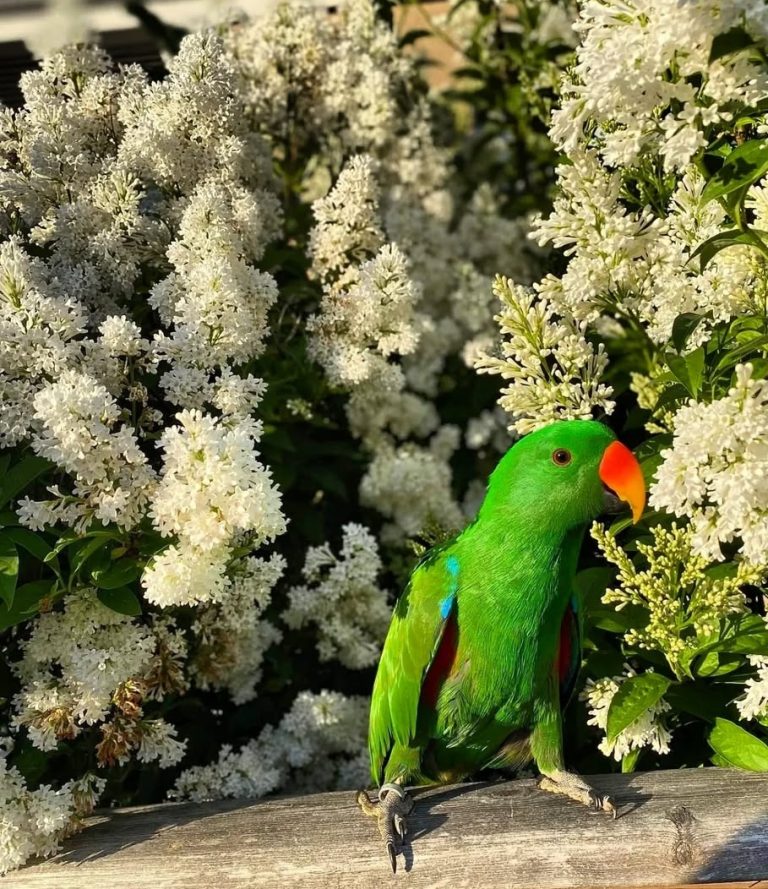 Solomon Island Eclectus Parrot-(Alvin) - Exotic Global Parrots Farm