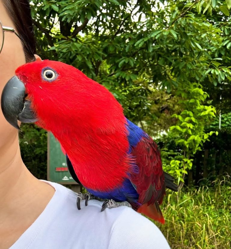 Solomon Island Eclectus Parrots-Males-Females - Exotic Global Parrots Farm