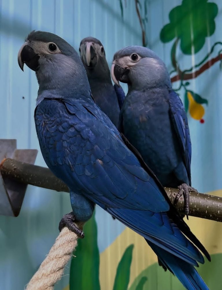 Spix`s Macaw Parrots-Males - Exotic Global Parrots Farm