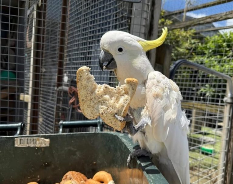 Sulphur Crested Cockatoo Parrot-(Vicky) - Exotic Global Parrots Farm