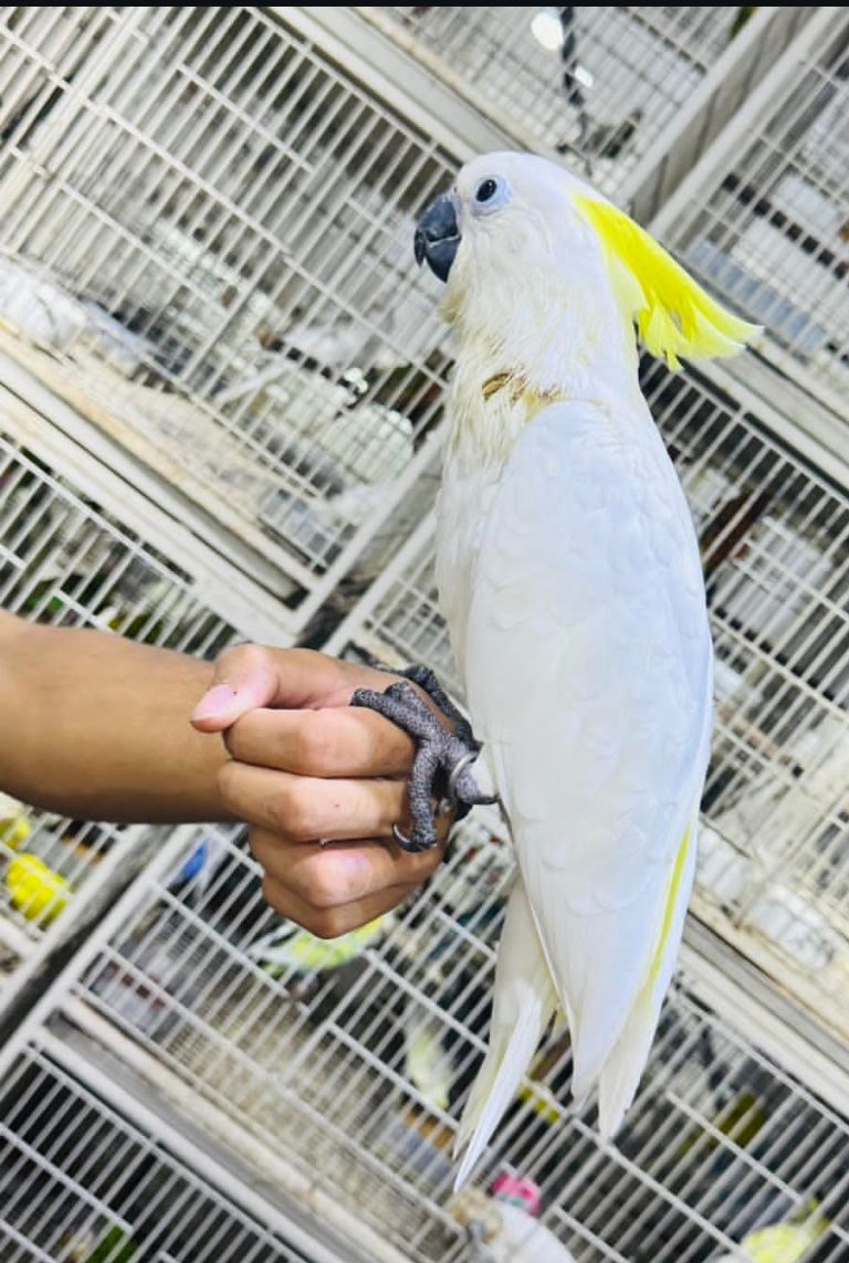 Sulphur Crested Cockatoo Parrot-(Vicky) - Exotic Global Parrots Farm