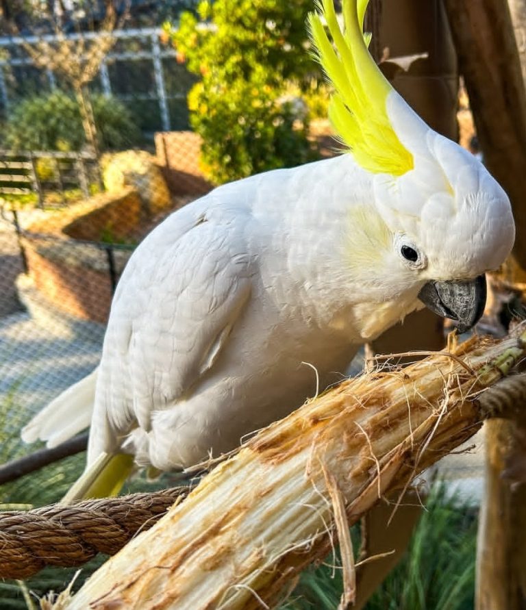 Sulphur Crested Cockatoo Parrot-(Vicky) - Exotic Global Parrots Farm
