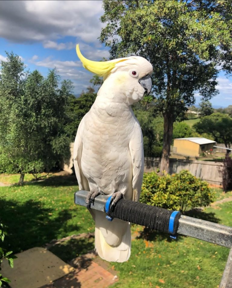 Sulphur Crested Cockatoo Parrot-(Zino) - Exotic Global Parrots Farm