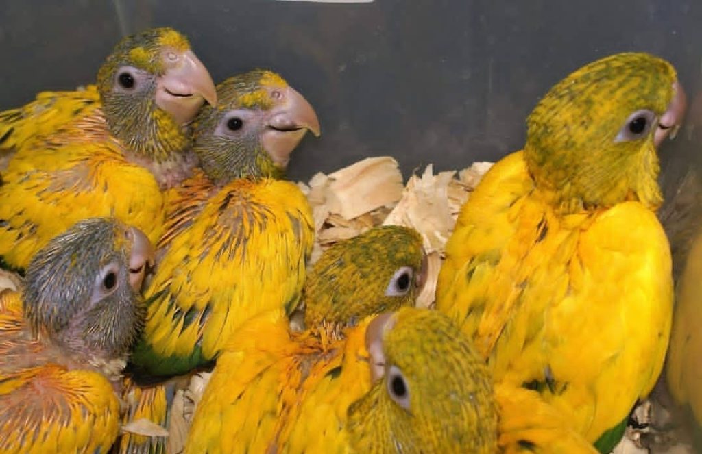 Sun Conure Baby Parrots-Males-Females - Exotic Global Parrots Farm