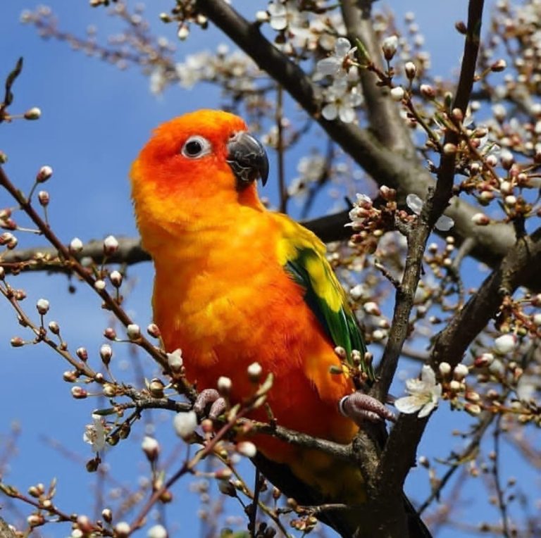 Sun Conure Parrot-(Miya) - Exotic Global Parrots Farm