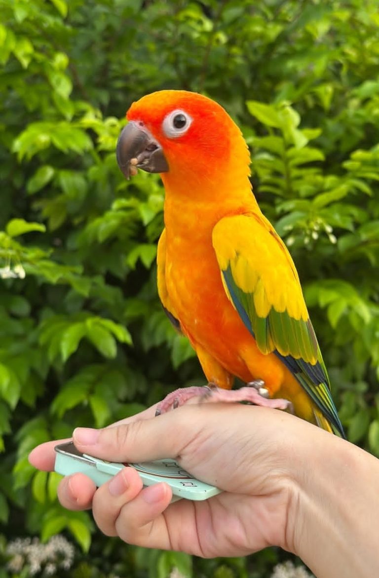 Sun Conure Parrot-(Miya) - Exotic Global Parrots Farm