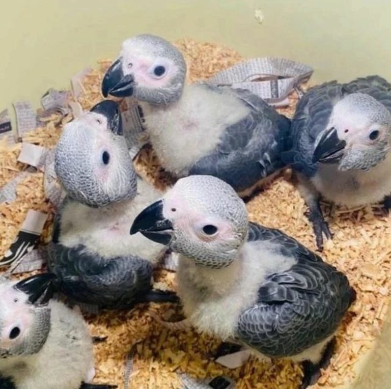 Timneh African Grey Baby Parrots - Exotic Global Parrots Farm
