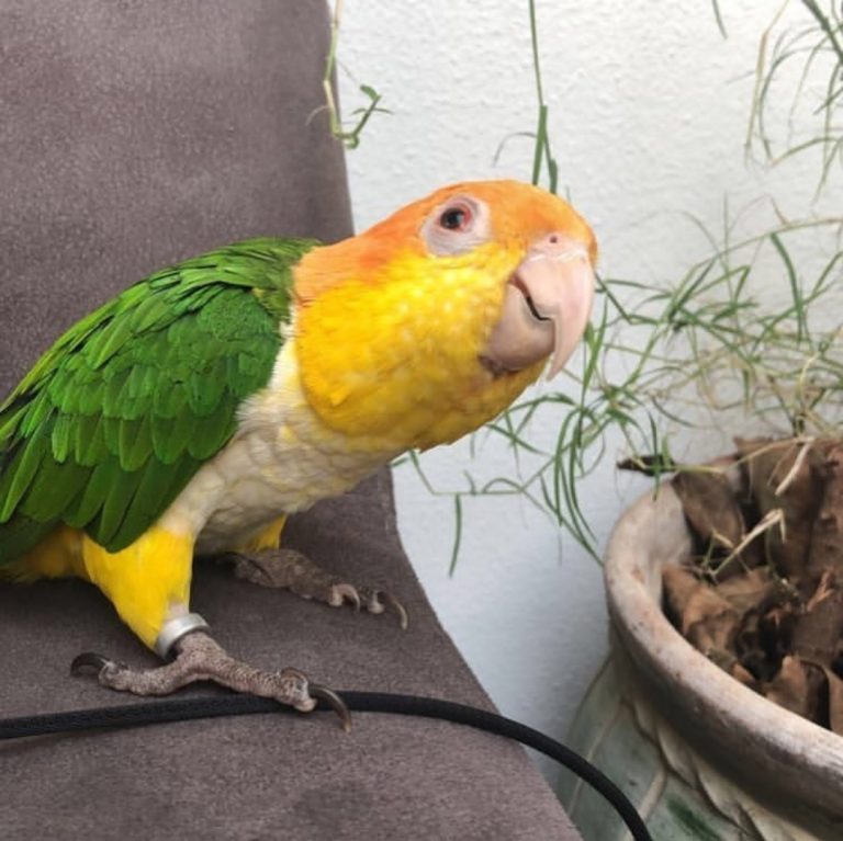 White-Bellied Caique Parrot-(Fany) - Exotic Global Parrots Farm