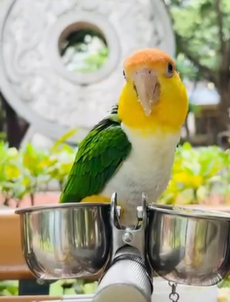 White-Bellied Caique Parrots-(Males/Females) - Exotic Global Parrots Farm