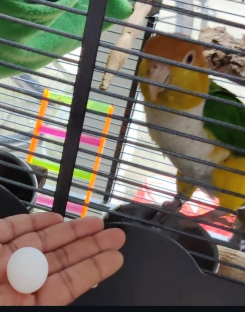 White-Bellied Caique Parrots-(Males/Females) - Exotic Global Parrots Farm