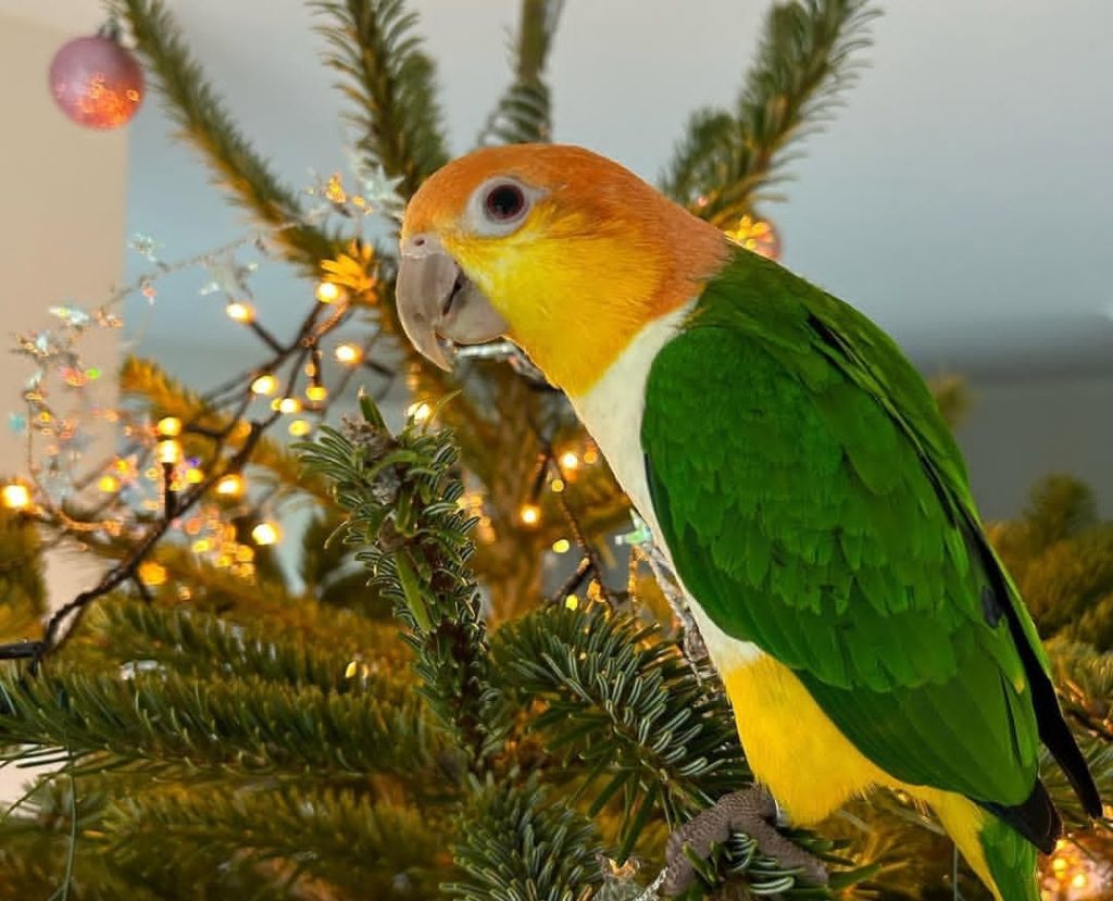 White-Bellied Caique Parrots-(Males/Females) - Exotic Global Parrots Farm