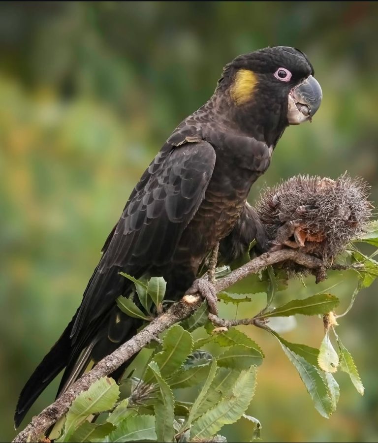 Yellow Tail Black Cockatoo Parrot-(Tanyi) - Exotic Global Parrots Farm