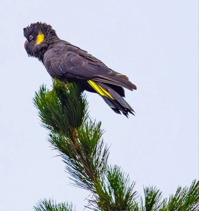 Yellow Tail Black Cockatoo Parrot-(Tanyi) - Exotic Global Parrots Farm