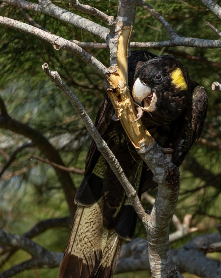 Yellow Tail Black Cockatoo Parrots-Males-Females - Exotic Global ...